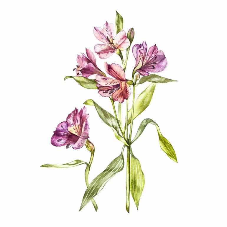 Alstroemeria flower Painting by Anna Asetrova | Saatchi Art