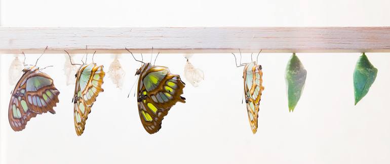 Metamorphosis Photography by Harvey Schipper | Saatchi Art