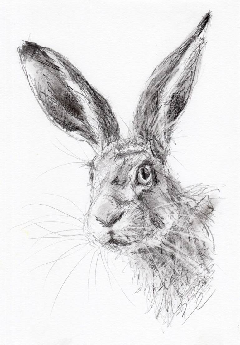 Pencil Study of a Hare Drawing by Belinda Elliott | Saatchi Art