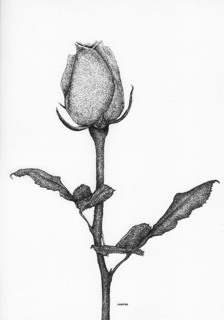 A young Rose Drawing by Canovu Jaime | Saatchi Art