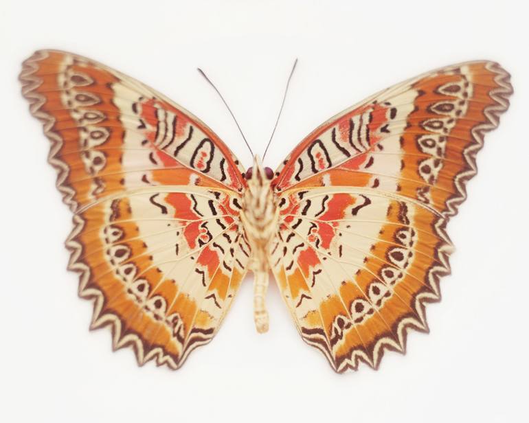 Untitled 14 - Limited Edition of 5 Photography by Samuel Bayer ...