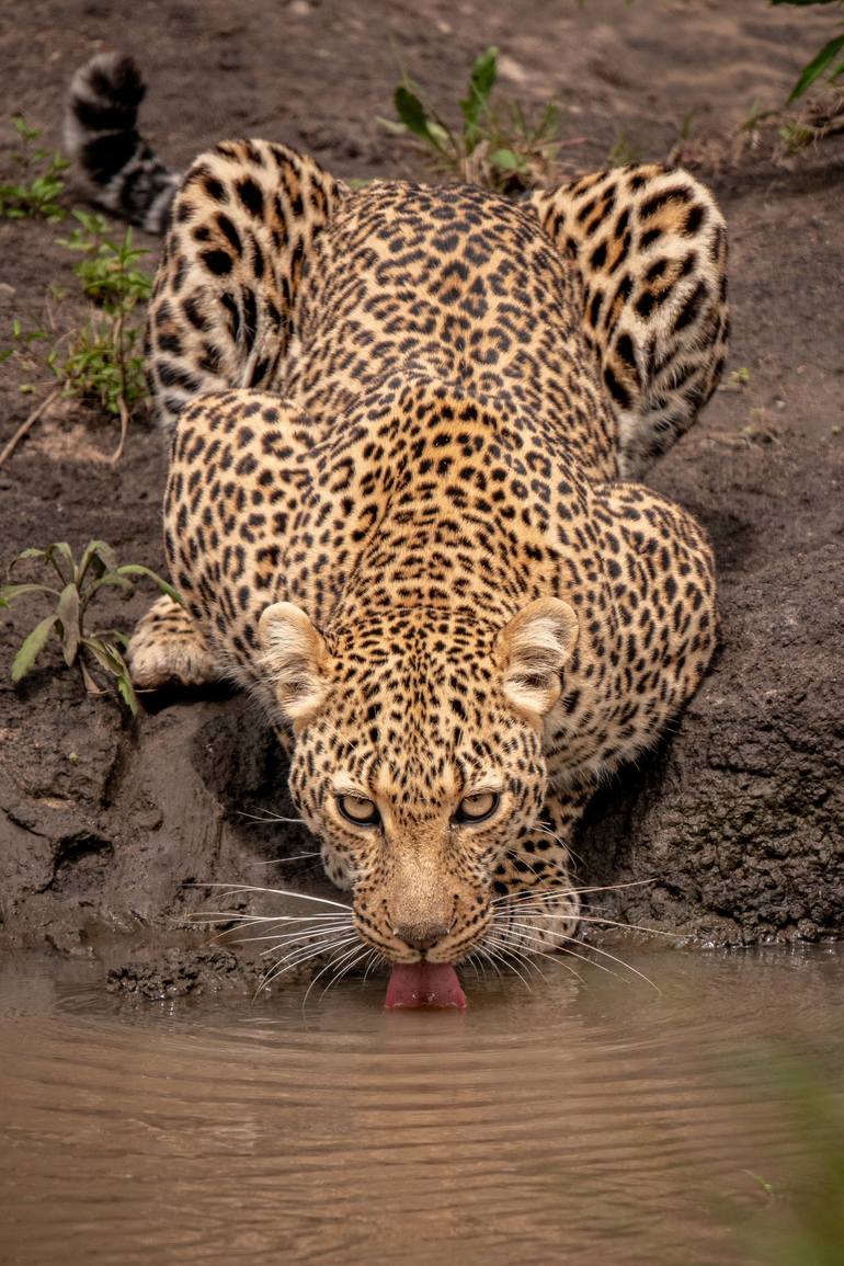 Leopard drink from a lake at sunset, The Masai Mara ecosystem is a ...