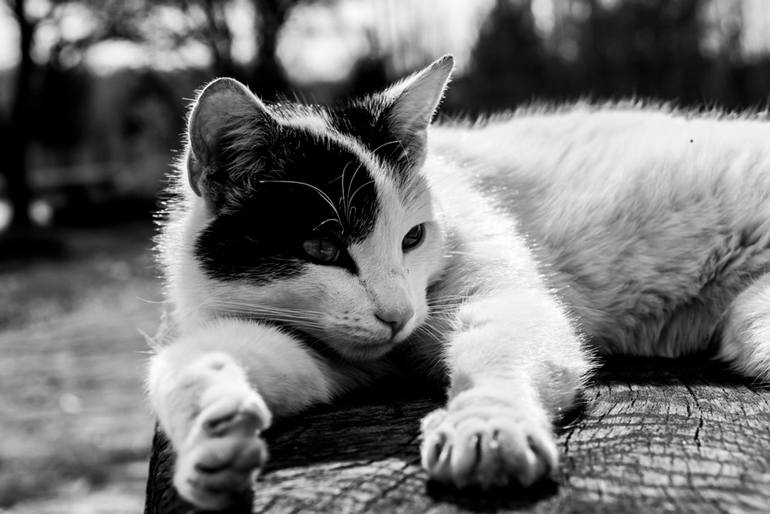 Gangster Photography by Marko Milic | Saatchi Art