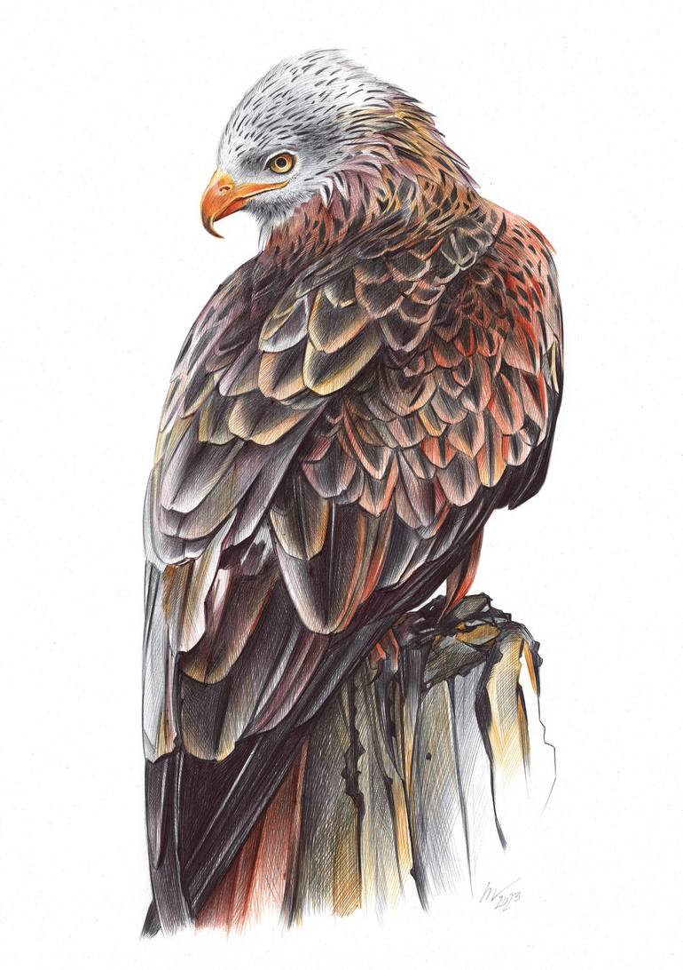 Red Kite (Realistic Ballpoint Pen Bird Portrait) Drawing by Daria Maier ...