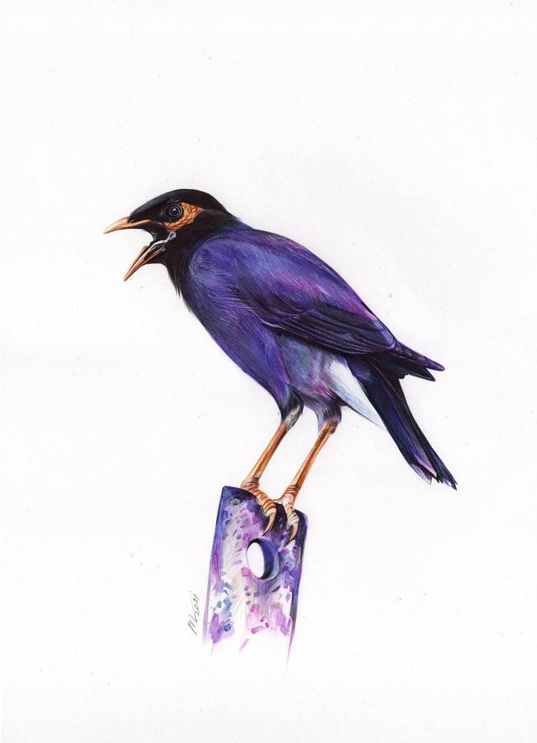 Common Myna Drawing by Daria Maier | Saatchi Art