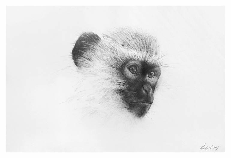 Vervet Monkey #1 Drawing by Mandy Croucamp | Saatchi Art