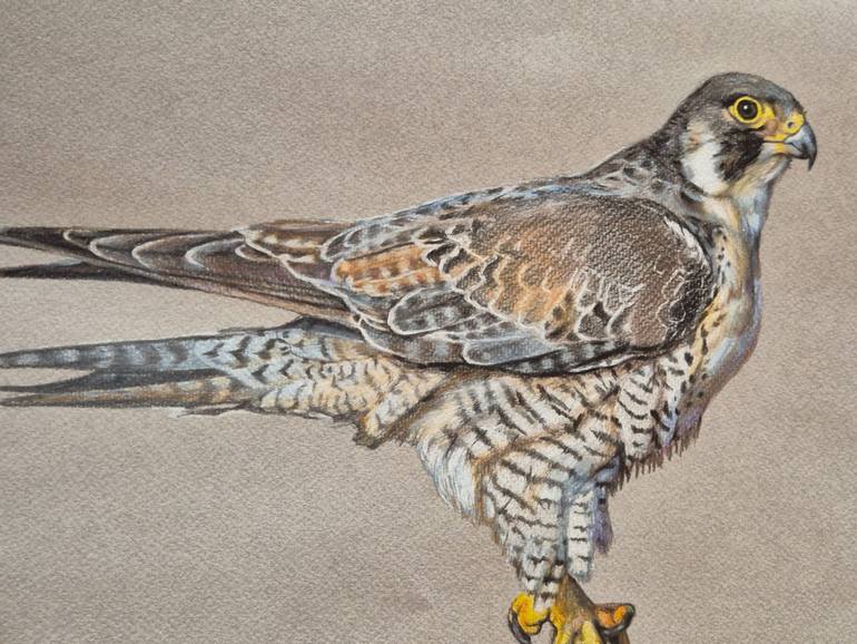 Colored Pencil Falcon Drawing on a Branch Drawing by Tigran Abramyan ...