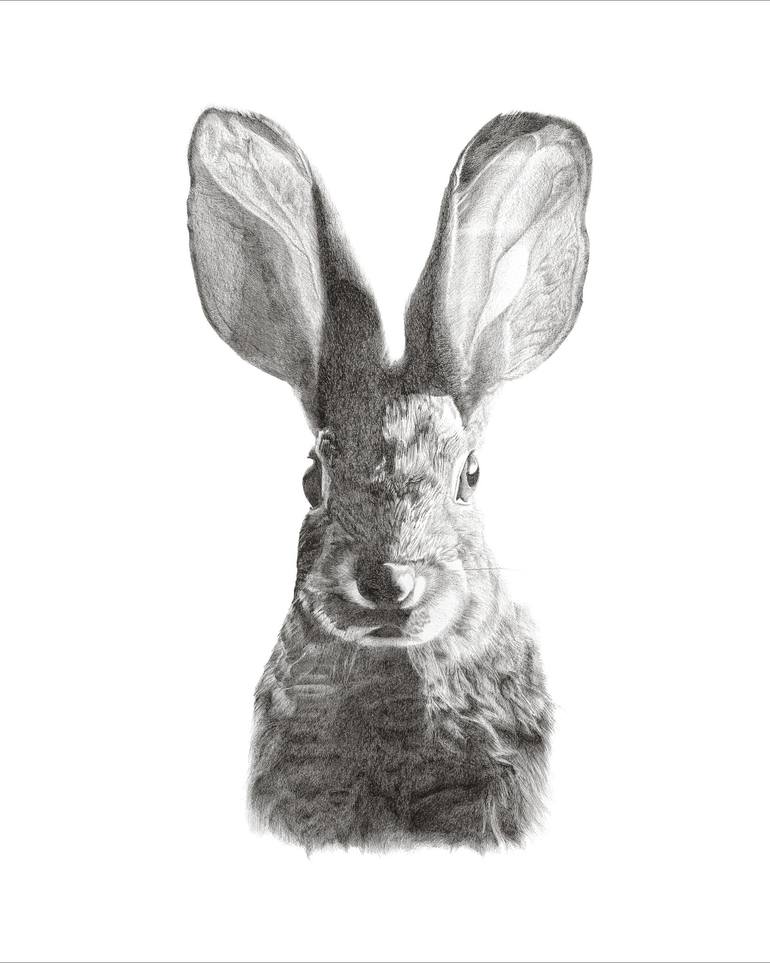 Rabbit Portrait Drawing by Julia Seyferth | Saatchi Art