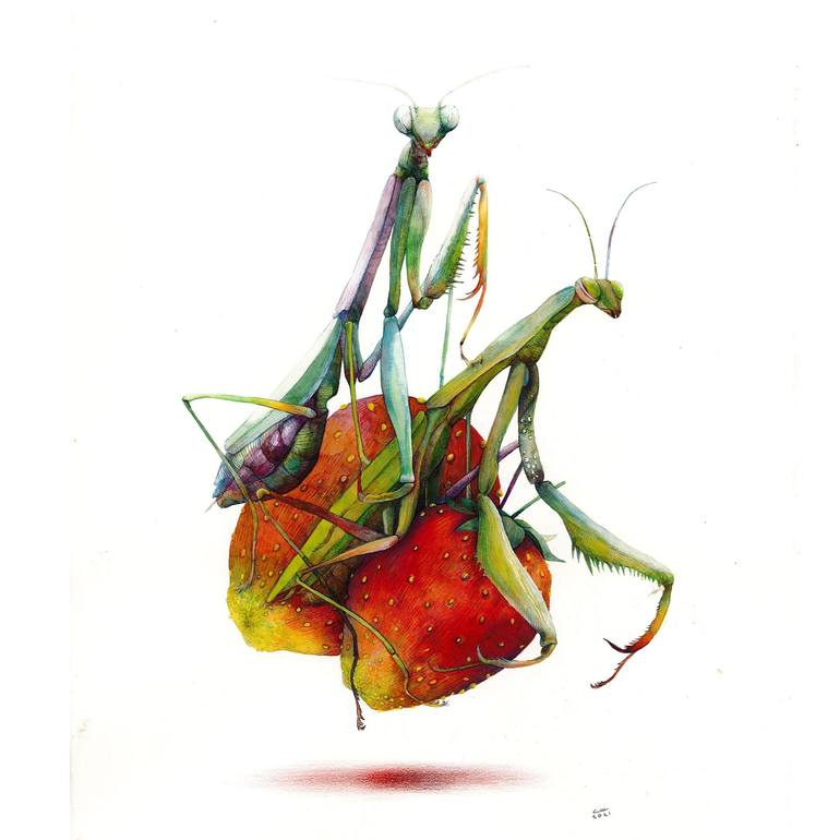 Praying mantis Drawing by Sasha Slepchuk | Saatchi Art