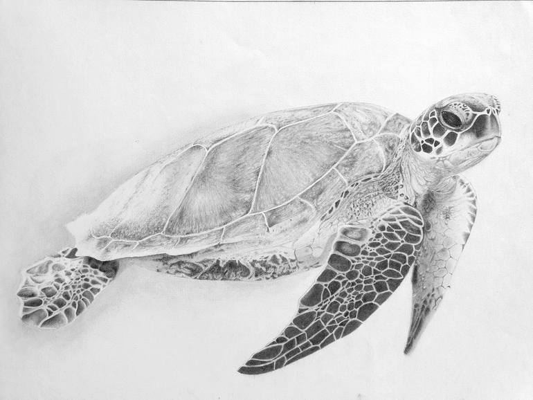 Sea Turtle Drawing by Ramesh Sandakelum | Saatchi Art