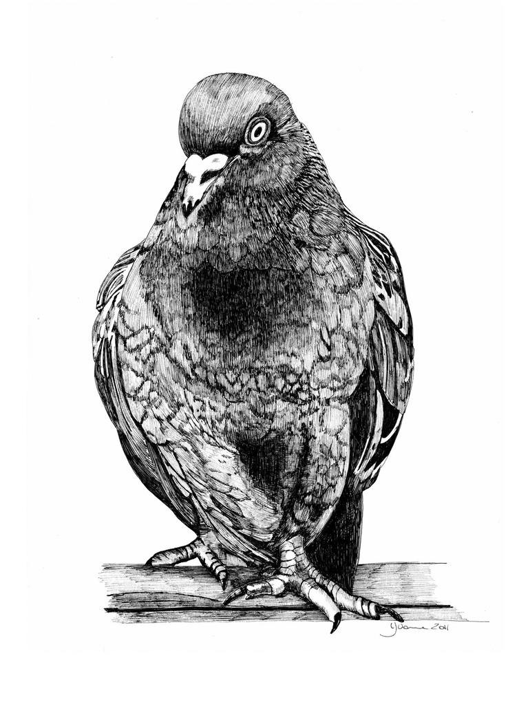 Pigeon Drawing by Yvonne Kennedy | Saatchi Art