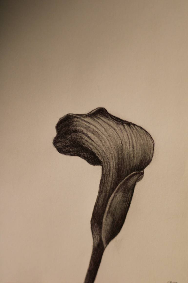 Zantedeschia aethiopica II Drawing by Shabriri Art | Saatchi Art