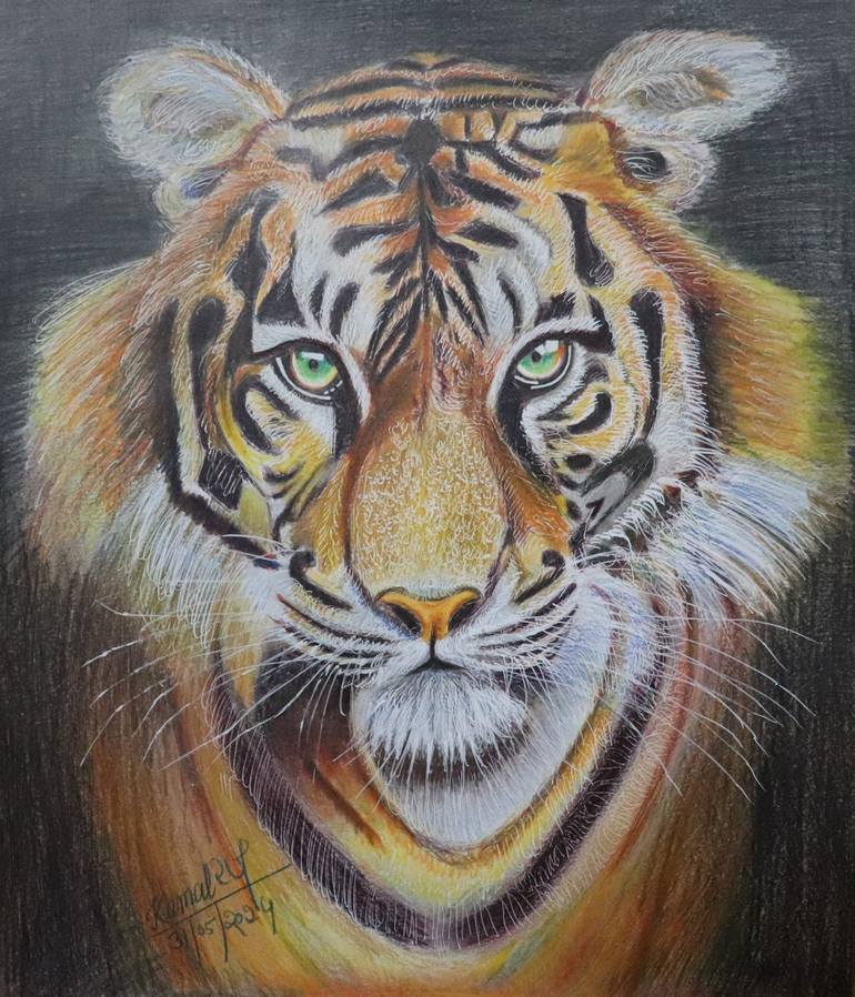Bengal Tiger- National animal of Bharat(India) Drawing by Kamal Raj ...