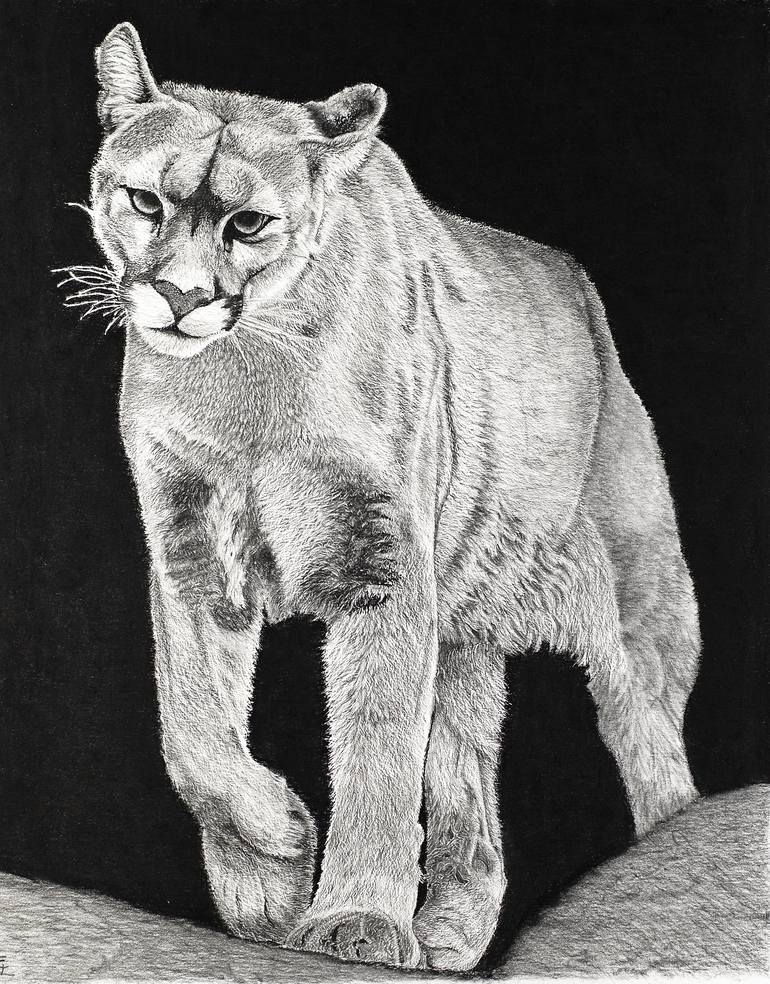 Cougar Drawing by Elaine Leslie | Saatchi Art
