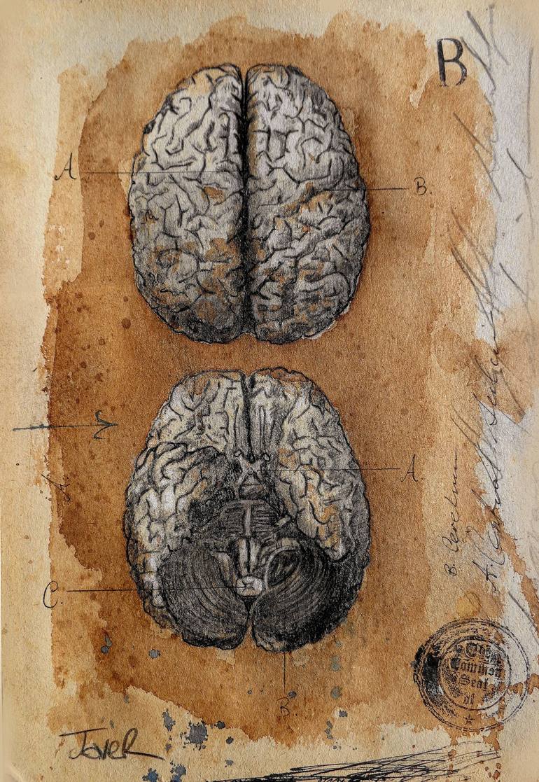 brain (study) Drawing by LOUI JOVER | Saatchi Art