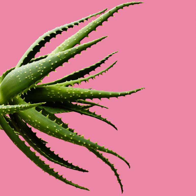 Spikes Photography by Derek Seaward | Saatchi Art