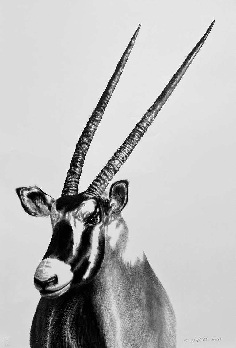 Oryx Drawing by Ira Van Der Merwe | Saatchi Art