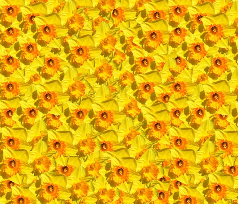 Daffodils Gold Medal flowers Photography by Peter Etchells | Saatchi Art