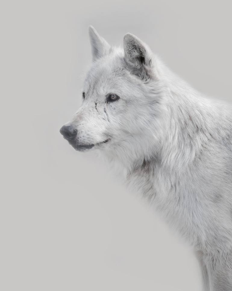 Alpha Timber Wolf | Lightness Series - Limited Edition 2 of 100 ...