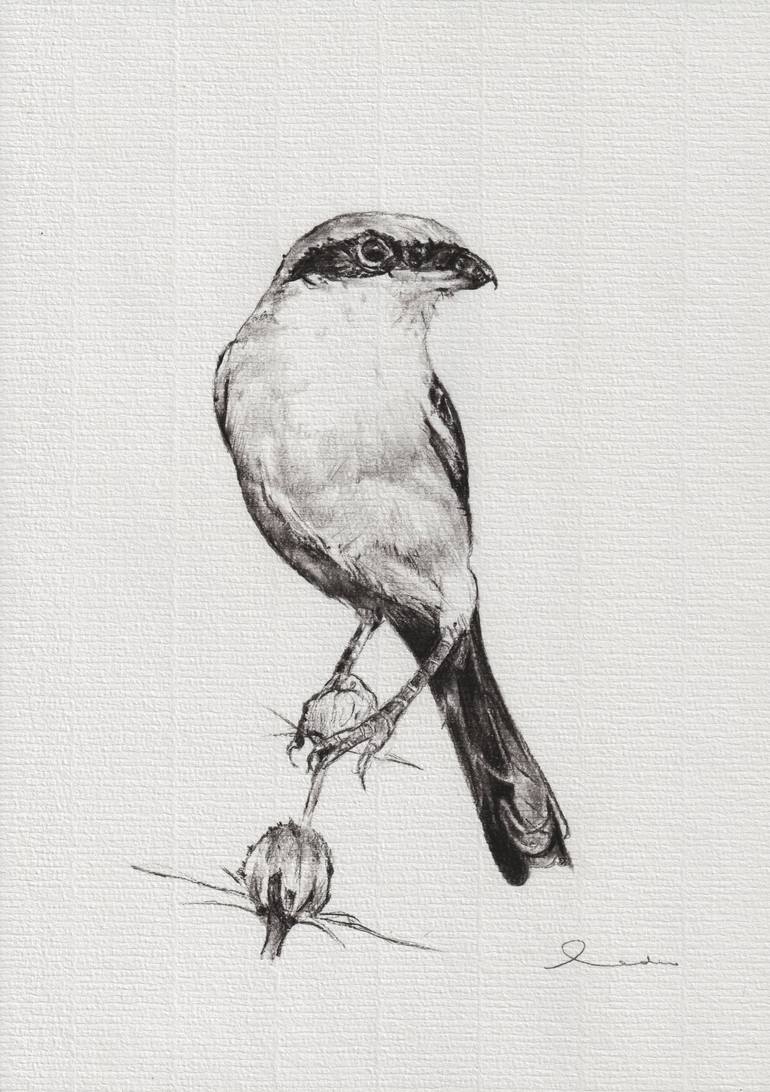 Shrike Drawing by Pedro Rodriguez Fernandez | Saatchi Art