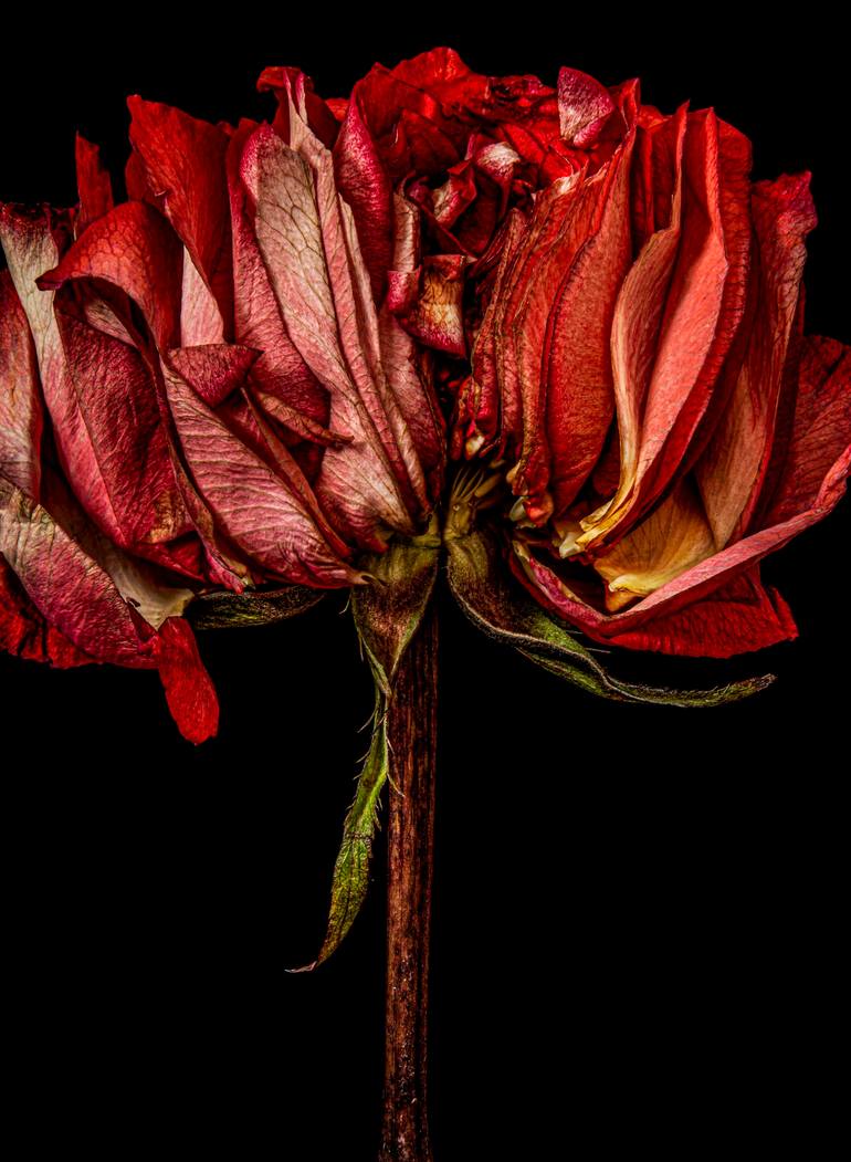 Deconstructed rose series iv - Limited Edition of 5 Photography by Dale ...
