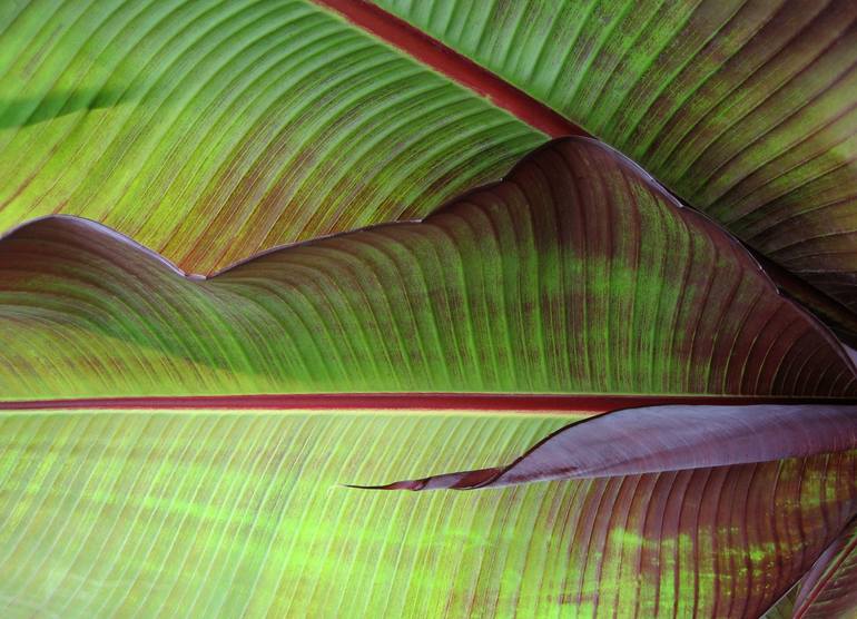 REPOSE - Limited Edition 3 of 5 Photography by Yvette Lodge | Saatchi Art