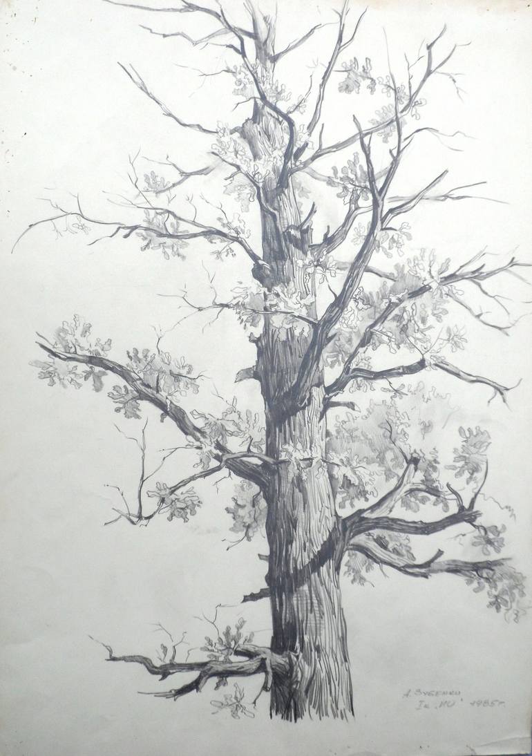 Majestic oak trunk Drawing by Andrey Zubenko | Saatchi Art