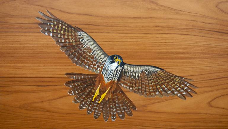 New Zealand Falcon, Karearea Painting by Carolyn Judge | Saatchi Art