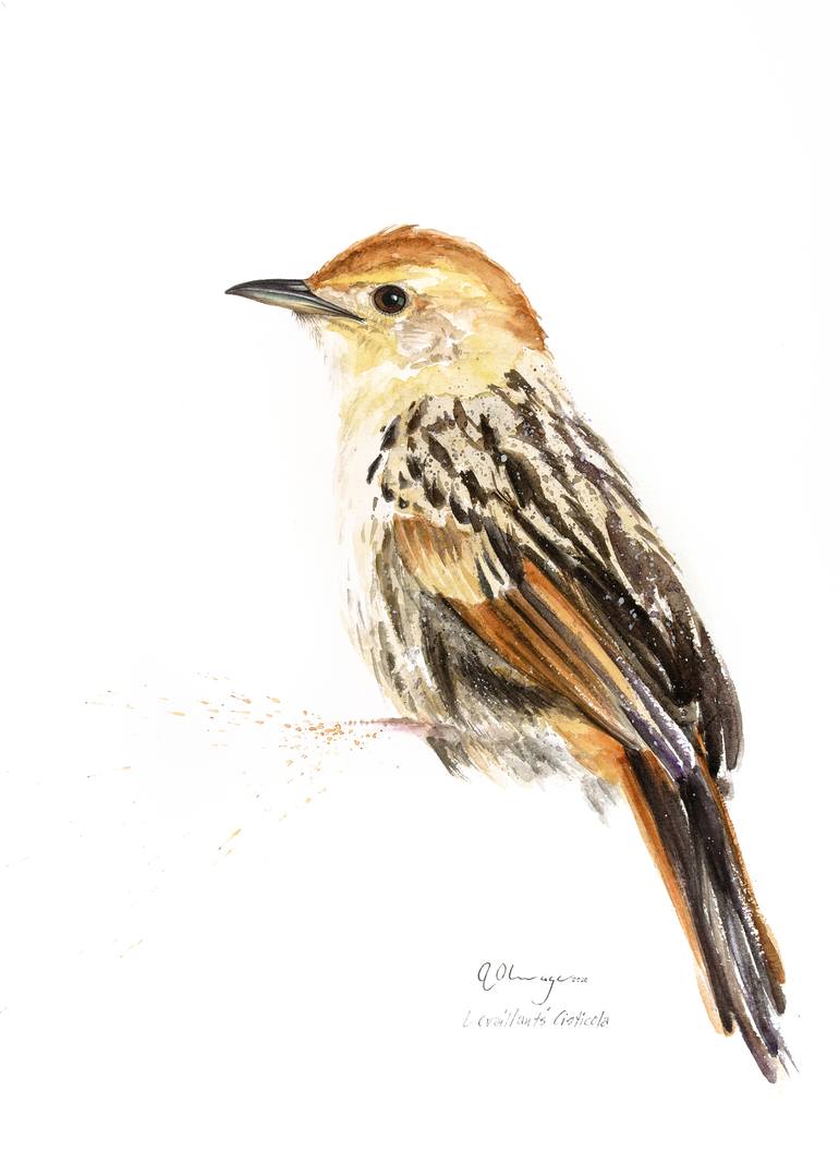 Levaillant's Cisticola 2 Painting by Andre Olwage | Saatchi Art