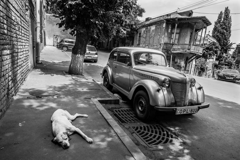 Stray Dog - Limited Edition 1 of 10 Photography by Maurice Wolf ...