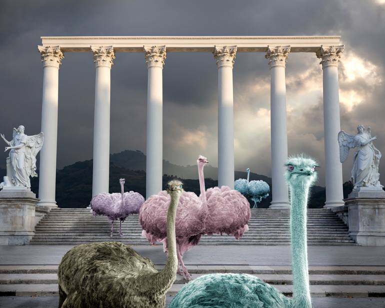 Cotton Candy (Frame Incl.) - Limited Edition of 2 Photography by ...